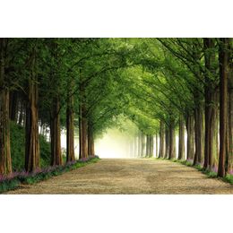 papermoon Fototapete "Photo-Art TIGER SEO, METASEQUOIA ROAD", B/L: 4m x 2,6m, Bahnen: 8 Stk., bunt, Schlafzimmer, Tapeten
