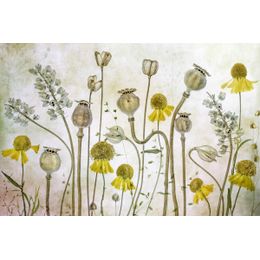 papermoon Fototapete "Photo-Art MANDY DISHER, MOHNBLUMEN UND HELENIUM", B/L: 3,5m x 2,6m, Bahnen: 7 Stk., bunt, Schlafzimmer, Tapeten