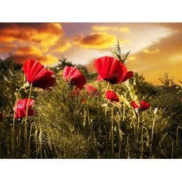 papermoon Fototapete "Blumenwiese", B/L: 5m x 2,8m, Bahnen: 10 Stk., bunt, Schlafzimmer, Tapeten