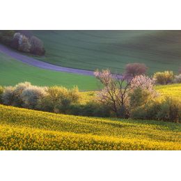 papermoon Fototapete "Blumenwiese", B/L: 5m x 2,8m, Bahnen: 10 Stk., bunt, Schlafzimmer, Tapeten