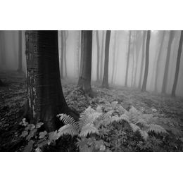 papermoon Fototapete "Wald Schwarz & Wei&szlig;", B/L: 3,5m x 2,6m, Bahnen: 7 Stk., schwarz, Schlafzimmer, Tapeten