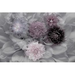 papermoon Fototapete "Photo-Art INGE SCHUSTER, DAHLIA DREAM", B/L: 5m x 2,8m, Bahnen: 10 Stk., bunt, Schlafzimmer, Tapeten