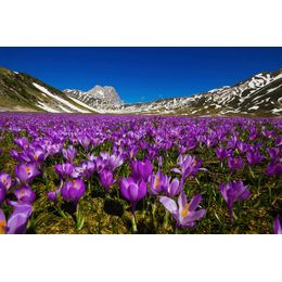 papermoon Fototapete "Blumenwiese", B/L: 4m x 2,6m, Bahnen: 8 Stk., bunt, Schlafzimmer, Tapeten