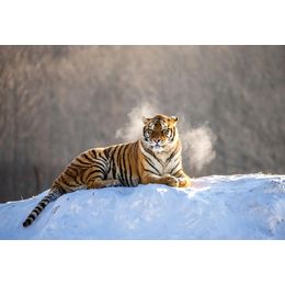 papermoon Fototapete "Siberain Tiger", B/L: 5m x 2,8m, Bahnen: 10 Stk., bunt, Schlafzimmer, Tapeten