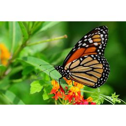 papermoon Fototapete "Schmetterling", B/L: 3m x 2,23m, Bahnen: 6 Stk., bunt, Schlafzimmer, Tapeten