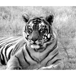 papermoon Fototapete "Tiger Portrait Schwarz & Wei&szlig;", B/L: 3,5m x 2,6m, Bahnen: 7 Stk., schwarz, Schlafzimmer, Tapeten