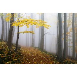 papermoon Fototapete "Photo-Art MARTIN RAK, NOVEMBERWALD", B/L: 4,5m x 2,8m, Bahnen: 9 Stk., bunt, Schlafzimmer, Tapeten