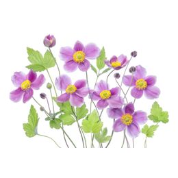 papermoon Fototapete "Photo-Art MANDY DISHER, ANEMONE 'HADSPEN F&Uuml;LLE'", B/L: 4,5m x 2,8m, Bahnen: 9 Stk., bunt, Schlafzimmer, Tapeten