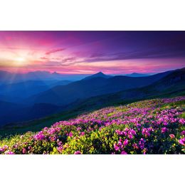 papermoon Fototapete "Blumenwiese", B/L: 5m x 2,8m, Bahnen: 10 Stk., bunt, Schlafzimmer, Tapeten