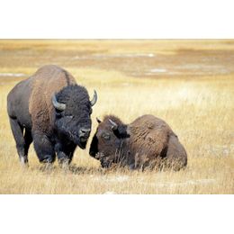 papermoon Fototapete "BISONS WILD WEST", B/L: 5m x 2,8m, Bahnen: 10 Stk., bunt, Schlafzimmer, Tapeten