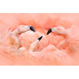papermoon Fototapete "Flamingos", B/L: 4,5m x 2,8m, Bahnen: 9 Stk., bunt, Schlafzimmer, Tapeten