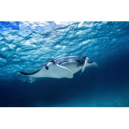 papermoon Fototapete "Photo-Art BARATHIEU GABRIEL, MANTA", B/L: 5m x 2,8m, Bahnen: 10 Stk., bunt, Schlafzimmer, Tapeten