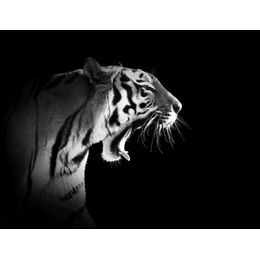 papermoon Fototapete "Tiger Schwarz & Wei&szlig;", B/L: 4,5m x 2,8m, Bahnen: 9 Stk., schwarz, Schlafzimmer, Tapeten
