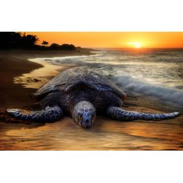 papermoon Fototapete "STRAND-SCHILDKR&Ouml;TE SONNENUNTERGANG MEER TIERE FISCHE", B/L: 3,5m x 2,6m, Bahnen: 7 Stk., bunt, Schlafzimmer, Tapeten