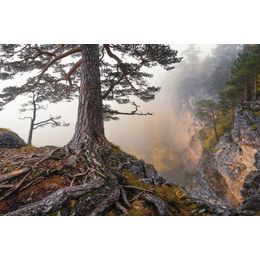 papermoon Fototapete "Baum an Klippe", B/L: 4m x 2,6m, Bahnen: 8 Stk., bunt, Schlafzimmer, Tapeten