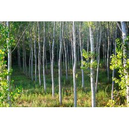 papermoon Fototapete "Birkenwald", B/L: 5m x 2,8m, Bahnen: 10 Stk., bunt, Schlafzimmer, Tapeten