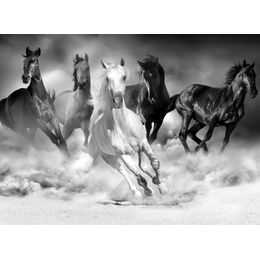 papermoon Fototapete "Pferde Schwarz & Wei&szlig;", B/L: 4m x 2,6m, Bahnen: 8 Stk., schwarz, Schlafzimmer, Tapeten