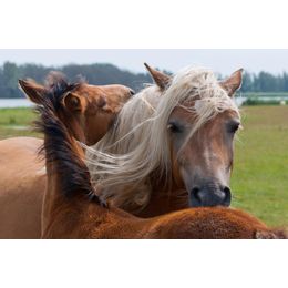 papermoon Fototapete "Pferde", B/L: 3,5m x 2,6m, Bahnen: 7 Stk., bunt, Schlafzimmer, Tapeten