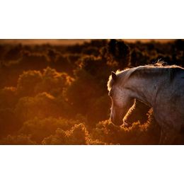 papermoon Fototapete "Pferd", B/L: 4m x 2,6m, Bahnen: 8 Stk., bunt, Schlafzimmer, Tapeten
