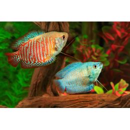 papermoon Fototapete "UNTERWASSER-WELT-GOURAMI FISCHE KORALLE SEE MEER TIERE", B/L: 4m x 2,6m, Bahnen: 8 Stk., bunt, Schlafzimmer, Tapeten