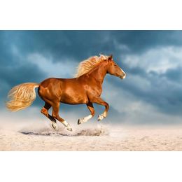 papermoon Fototapete "Pferd", B/L: 4m x 2,6m, Bahnen: 8 Stk., bunt, Schlafzimmer, Tapeten