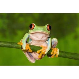 papermoon Fototapete "Frosch", B/L: 4,5m x 2,8m, Bahnen: 9 Stk., bunt, Schlafzimmer, Tapeten