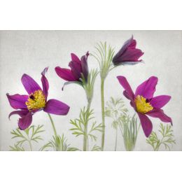 papermoon Fototapete "Photo-Art MANDY DISHER, PULSATILLA", B/L: 4,5m x 2,8m, Bahnen: 9 Stk., bunt, Schlafzimmer, Tapeten
