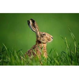 papermoon Fototapete "hase in wiese", B/L: 4,5m x 2,8m, Bahnen: 9 Stk., bunt, Schlafzimmer, Tapeten