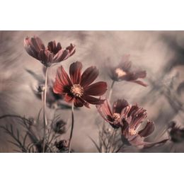papermoon Fototapete "Photo-Art FABIEN BRAVIN, COSMOS 2019", B/L: 4,5m x 2,8m, Bahnen: 9 Stk., bunt, Schlafzimmer, Tapeten