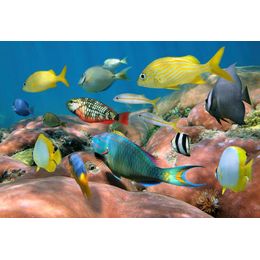 papermoon Fototapete "Fische", B/L: 4,5m x 2,8m, Bahnen: 9 Stk., bunt, Schlafzimmer, Tapeten