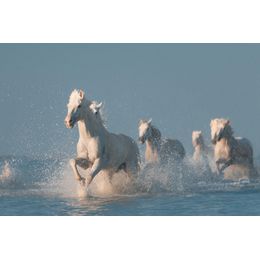 papermoon Fototapete "Photo-Art ROSTOVSKIY ANTON, ANGELS VON CAMARGUE", B/L: 4m x 2,6m, Bahnen: 8 Stk., bunt, Schlafzimmer, Tapeten