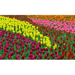 papermoon Fototapete "TULPEN FELD-BLUMEN PFLANZEN BL&Uuml;TEN NATUR MUSTER DEKOR", B/L: 5mm x 2,8mm, Bahnen: 10 Stk. St., bunt, Schlafzimmer, Tapeten