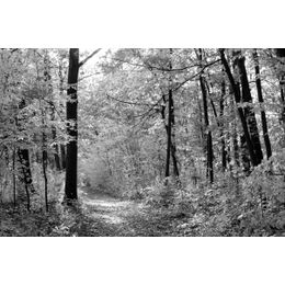 papermoon Fototapete "Waldweg", B/L: 4m x 2,6m, Bahnen: 8 Stk., bunt, Schlafzimmer, Tapeten