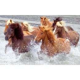 papermoon Fototapete "ISLAND-PFERDE-PONY FLUSS INSEL STRAND MEER TIER NATUR", B/L: 4m x 2,6m, Bahnen: 8 Stk., bunt, Schlafzimmer, Tapeten