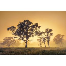 papermoon Fototapete "B&auml;ume auf Feld", B/L: 4,5m x 2,8m, Bahnen: 9 Stk., bunt, Schlafzimmer, Tapeten