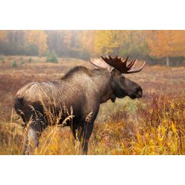 papermoon Fototapete "ELCH-STIER TIER HIRSCH WALD GEWEIH STEPPE TUNDRA PR&Auml;RIE", B/L: 3,5m x 2,6m, Bahnen: 7 Stk., bunt, Schlafzimmer, Tapeten