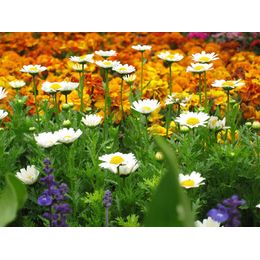papermoon Fototapete "Blumenwiese", B/L: 4m x 2,6m, Bahnen: 8 Stk., bunt, Schlafzimmer, Tapeten
