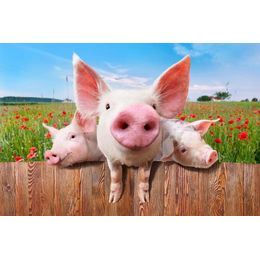 papermoon Fototapete "Schweine in Blumenwiese", B/L: 3,5m x 2,6m, Bahnen: 7 Stk., bunt, Schlafzimmer, Tapeten
