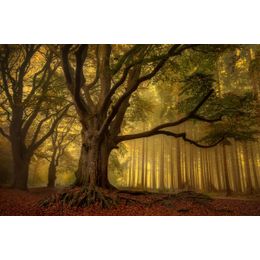 papermoon Fototapete "Photo-Art PIET HAAKSMA, ALTER BAUM", B/L: 3,5m x 2,6m, Bahnen: 7 Stk., bunt, Schlafzimmer, Tapeten