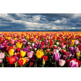 papermoon Fototapete "Blumenwiese", B/L: 5m x 2,8m, Bahnen: 10 Stk., bunt, Schlafzimmer, Tapeten