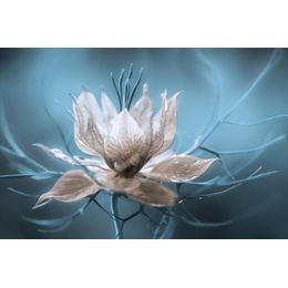 papermoon Fototapete "Photo-Art MANDY DISHER, NIGELLA, BLUMENBL&Uuml;TE T&Uuml;RKIS", B/L: 4m x 2,6m, Bahnen: 8 Stk., bunt, Schlafzimmer, Tapeten