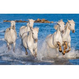 papermoon Fototapete "PFERDE-CAMARGUE GALLOP STRAND MEER TIERE K&Uuml;STE PROVENCE", B/L: 4m x 2,6m, Bahnen: 8 Stk., bunt, Schlafzimmer, Tapeten