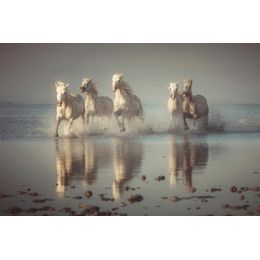 papermoon Fototapete "Photo-Art ROSTOVSKIY ANTON, CAMARGUE-PFERDE", B/L: 4m x 2,6m, Bahnen: 8 Stk., bunt, Schlafzimmer, Tapeten