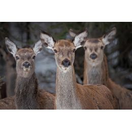 papermoon Fototapete "Rehe im Wald", B/L: 4m x 2,6m, Bahnen: 8 Stk., bunt, Schlafzimmer, Tapeten