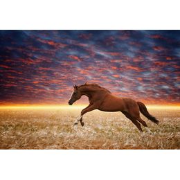 papermoon Fototapete "Laufendes Pferd", B/L: 5m x 2,8m, Bahnen: 10 Stk., bunt, Schlafzimmer, Tapeten