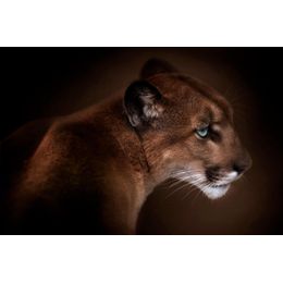 papermoon Fototapete "Photo-Art DORIS REINDL, PUMA", B/L: 3,5m x 2,6m, Bahnen: 7 Stk., bunt, Schlafzimmer, Tapeten