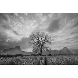 papermoon Fototapete "Sonnenblumenfeld mit Baum Schwarz & Wei&szlig;", B/L: 5m x 2,8m, Bahnen: 10 Stk., schwarz, Schlafzimmer, Tapeten