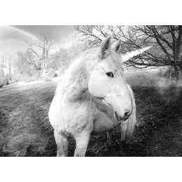 papermoon Fototapete "Einhorn Schwarz & Wei&szlig;", B/L: 4m x 2,6m, Bahnen: 8 Stk., schwarz, Schlafzimmer, Tapeten