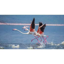papermoon Fototapete "Flamingos heben ab", B/L: 5m x 2,8m, Bahnen: 10 Stk., bunt, Schlafzimmer, Tapeten