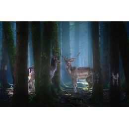papermoon Fototapete "Photo-Art PATRICK AUREDNIK, REHE", B/L: 3,5m x 2,6m, Bahnen: 7 Stk., bunt, Schlafzimmer, Tapeten
